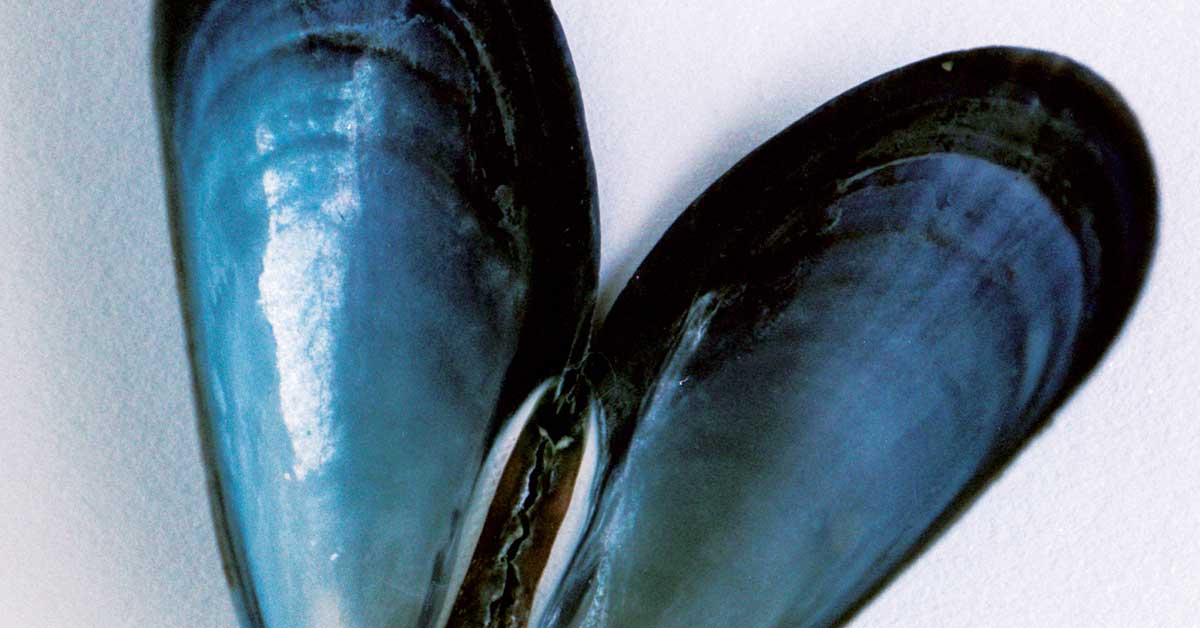 CABINET / Colors / Ultramarine