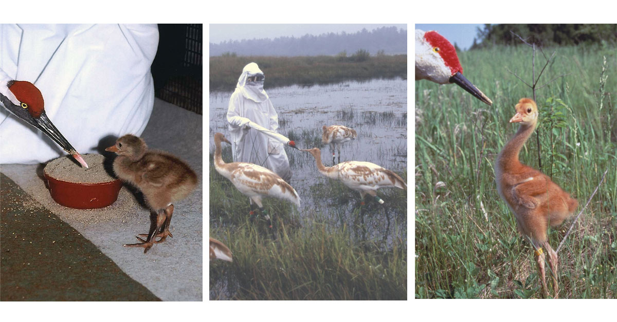CABINET / For the Birds: An Interview with Bill Lishman