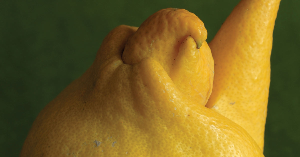 CABINET / Strange Fruit