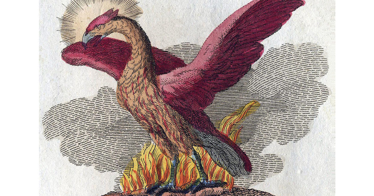 CABINET / Ingestion / How to Cook a Phoenix